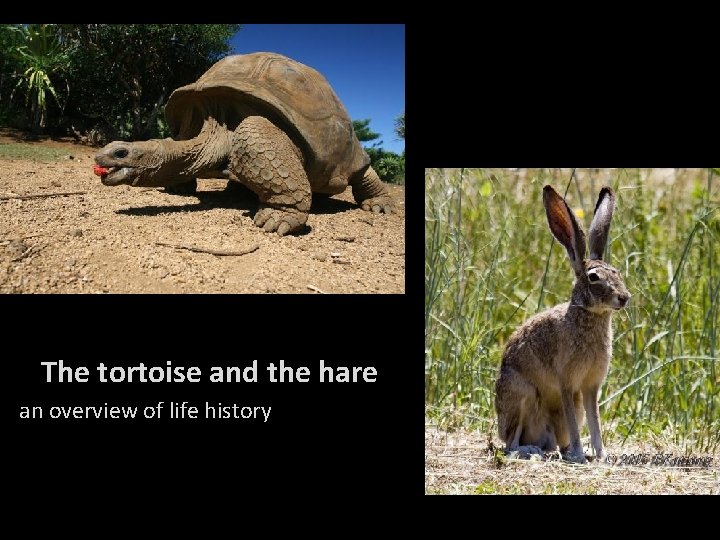 The tortoise and the hare an overview of