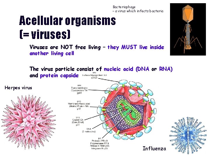 Microbes Introduction What do we know about Size