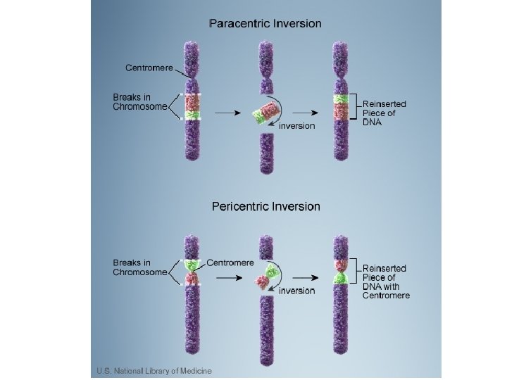 Human Chromosomes and Karyotyping Chromosomal Disorders Chromosome ...