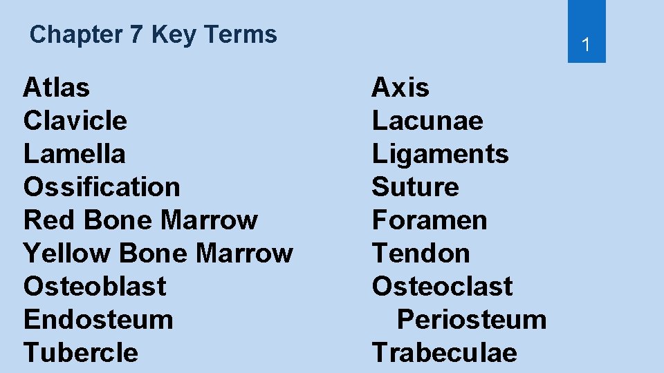 Chapter 7 Key Terms Atlas Clavicle Lamella Ossification
