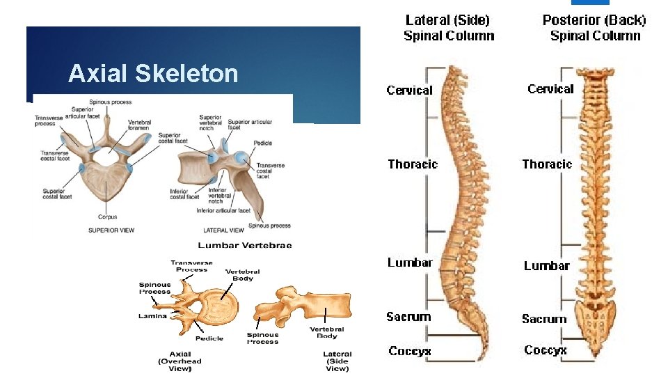 Chapter 7 Key Terms Atlas Clavicle Lamella Ossification