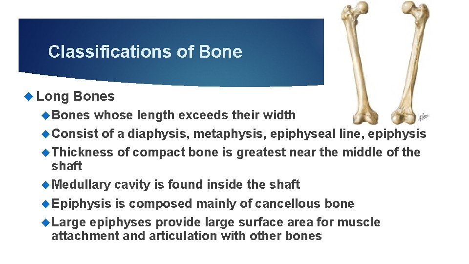 Chapter 7 Key Terms Atlas Clavicle Lamella Ossification