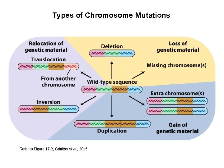 Types of Chromosome Mutations Refer to Figure 17