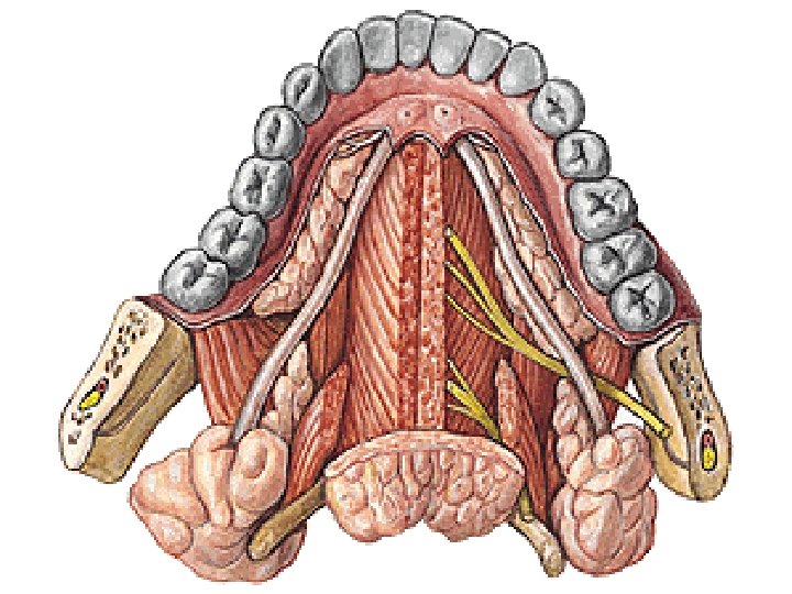 DIGESTIVE SYSTEM I ORAL CAVITY GASTROINTESTINAL TRACT GIT
