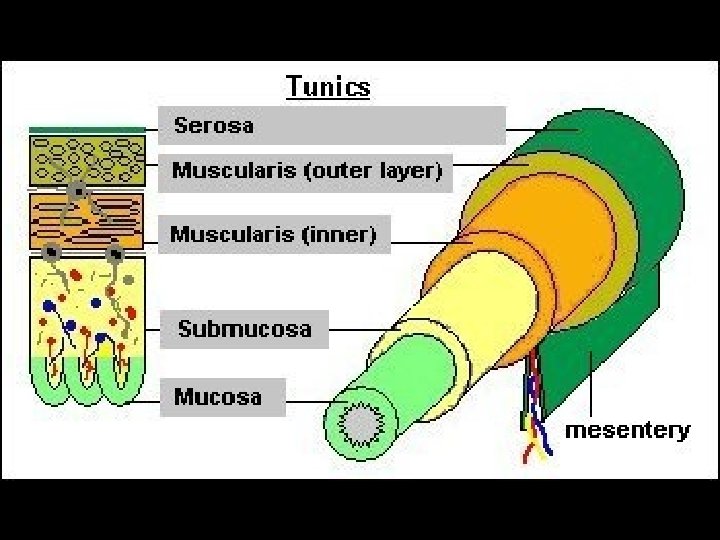 DIGESTIVE SYSTEM I ORAL CAVITY GASTROINTESTINAL TRACT GIT
