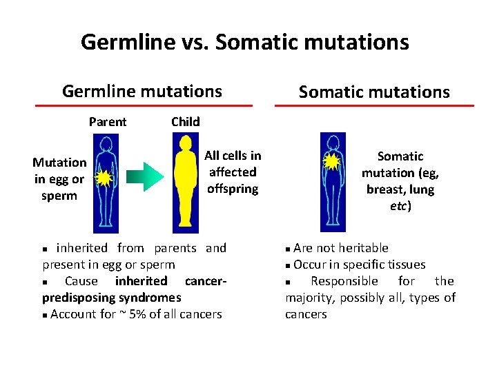 Medical genetics Cancer Genetics Yongbo Wang 2014 12