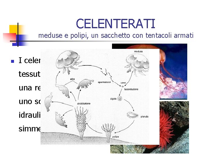 LA CLASSIFICAZIONE DEL REGNO ANIMALE Un viaggio lungo