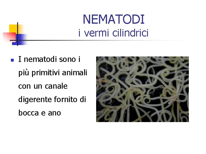 LA CLASSIFICAZIONE DEL REGNO ANIMALE Un viaggio lungo