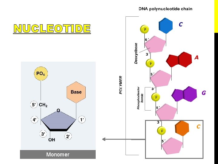Spectral Characterization of DNA BCH 302 practical DNA