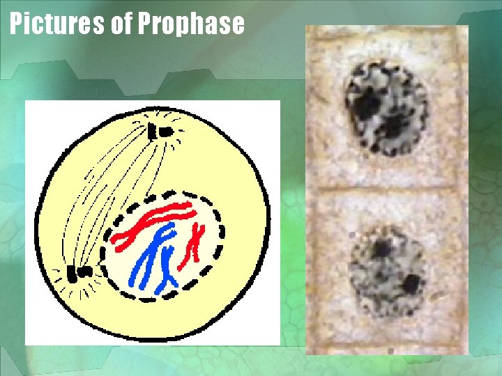 Mitosis Chapter 9 Cell Division process by which