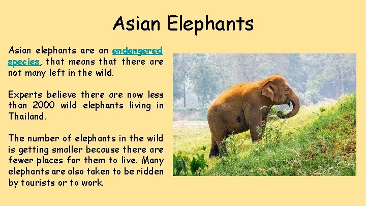 Asian Elephants Asian elephants are an endangered species