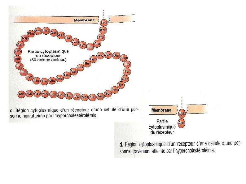 Exemple 1 Lhypercholestrolmie familiale Exemple 2 La drpanocytose