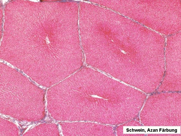 Leber und Pancreas Dr Arnold Szab szabo arnoldmed