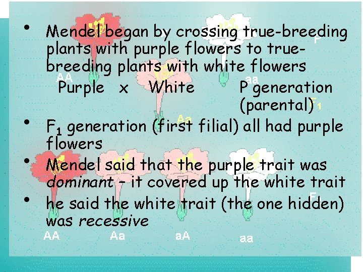 Basic Principles of Heredity Gregor Mendel 1822 1884
