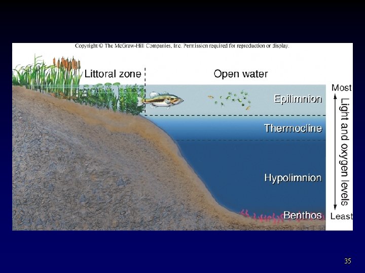 Biomes Global Patterns of Life 1 Outline Terrestrial