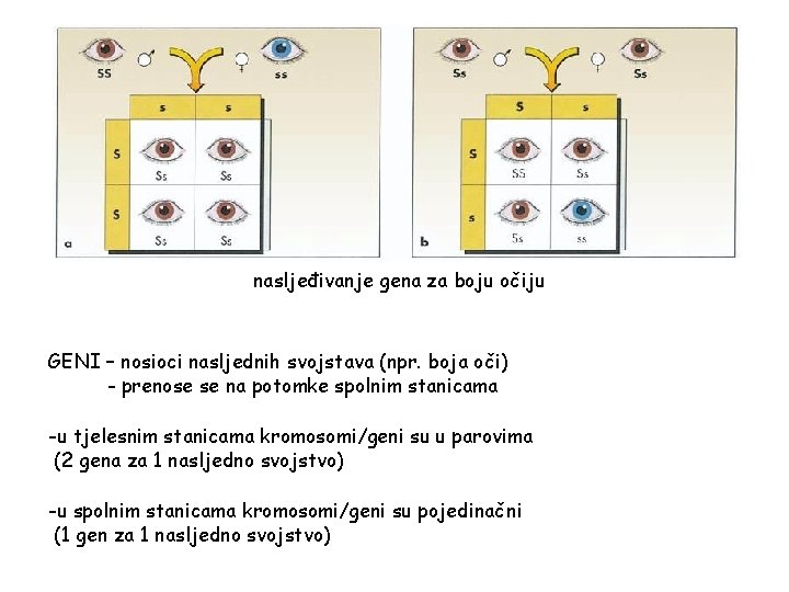 KROMOSOMI tjeleca u jezgri stanice graeni od DNA