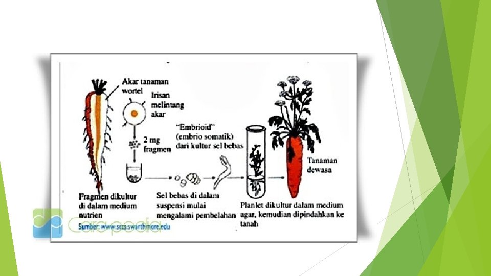 KULTUR JARINGAN Kultur jaringan merupakan metode isolasi bagian
