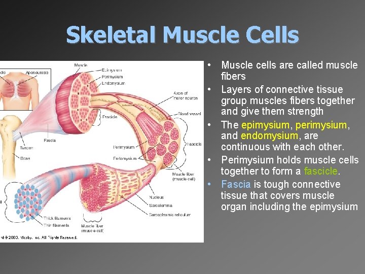 The Muscular System myo muscle Muscular System There