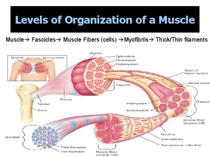 The Muscular System myo muscle Muscular System There
