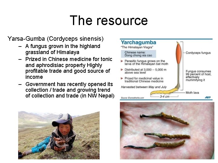 Unit 4 Resource conflict cases Yarsa Gumba Case