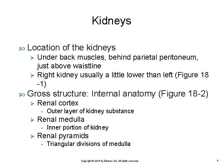 Urinary System Chapter 18 Copyright 2016 by Elsevier