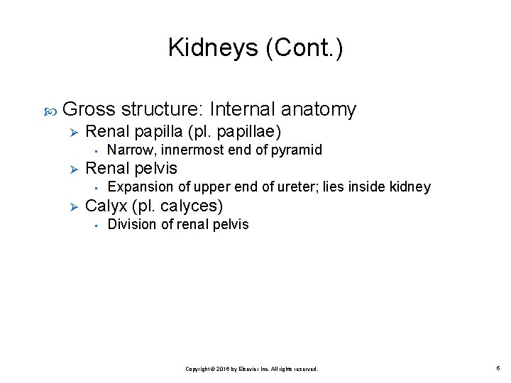 Urinary System Chapter 18 Copyright 2016 by Elsevier