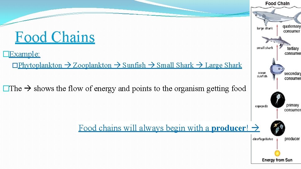 Marine Biology DAY 4 Drill Explain why you