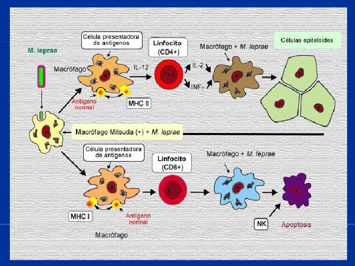 Pasos de la Fagocitosis Quimiotaxis Receptor sustancia quimiotctica