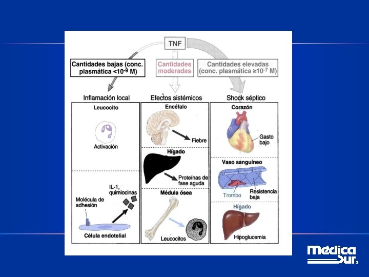 Pasos de la Fagocitosis Quimiotaxis Receptor sustancia quimiotctica
