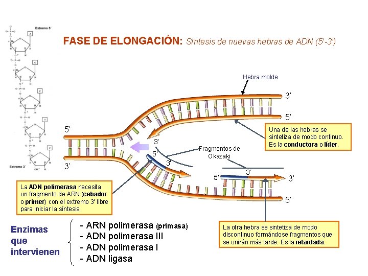 Gentica molecular I Replicacin y Transcripcin del ADN