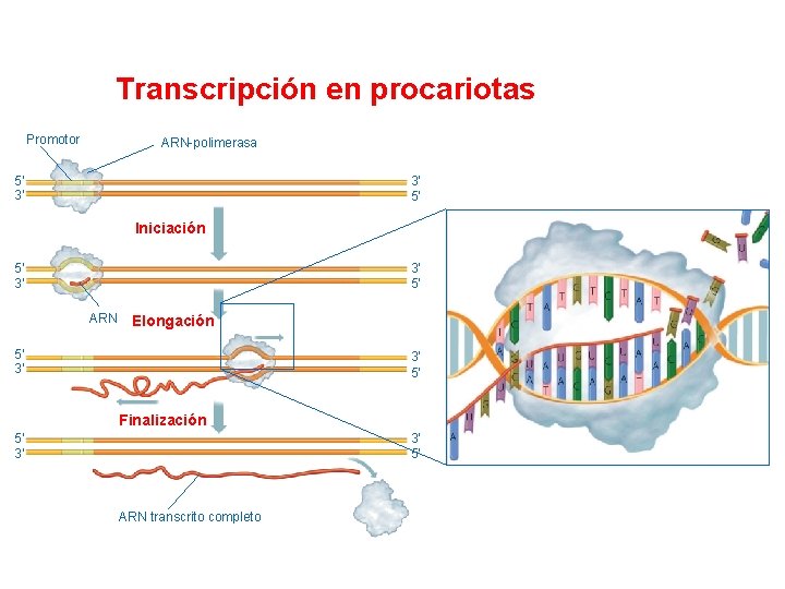 Gentica molecular I Replicacin y Transcripcin del ADN