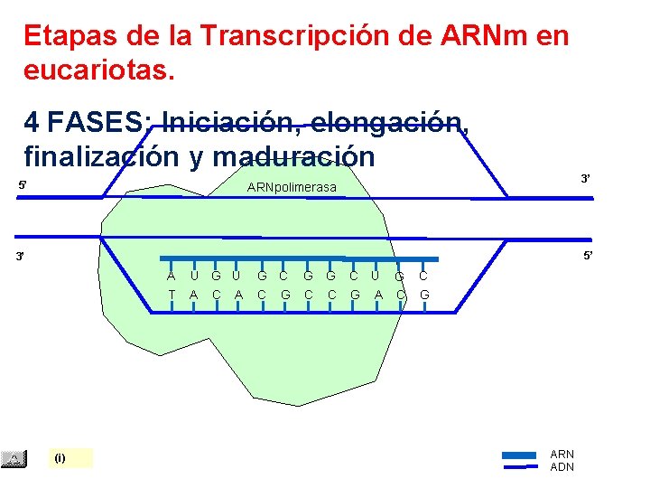 Gentica molecular I Replicacin y Transcripcin del ADN