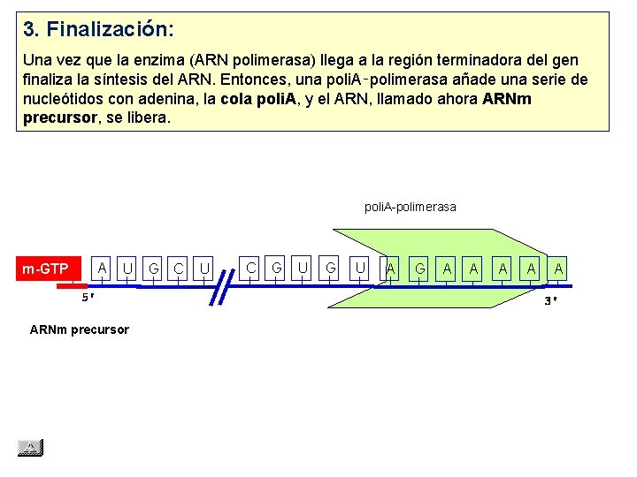 Gentica molecular I Replicacin y Transcripcin del ADN