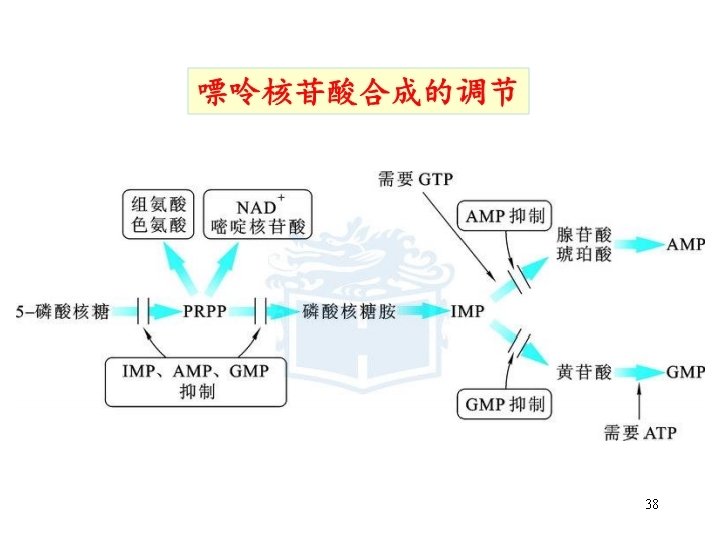 Chapter 13 Metabolism of Nucleic Acids Catabolism Anabolism