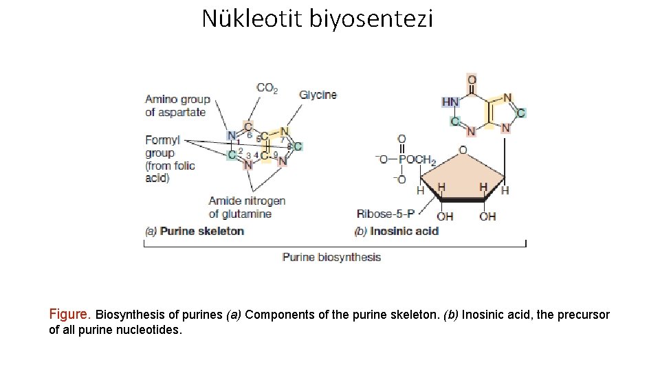 Biyosentez eker ve polisakkarit biyosentezi ekil a polisakkaritler
