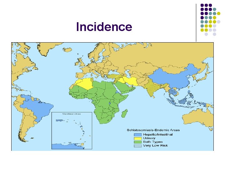 The Biology of Schistosomiasis By Tricia Stone Marielle