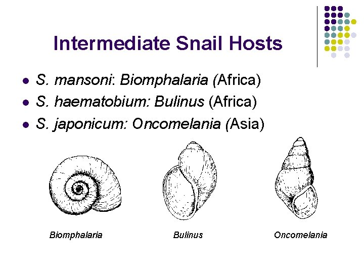 The Biology of Schistosomiasis By Tricia Stone Marielle