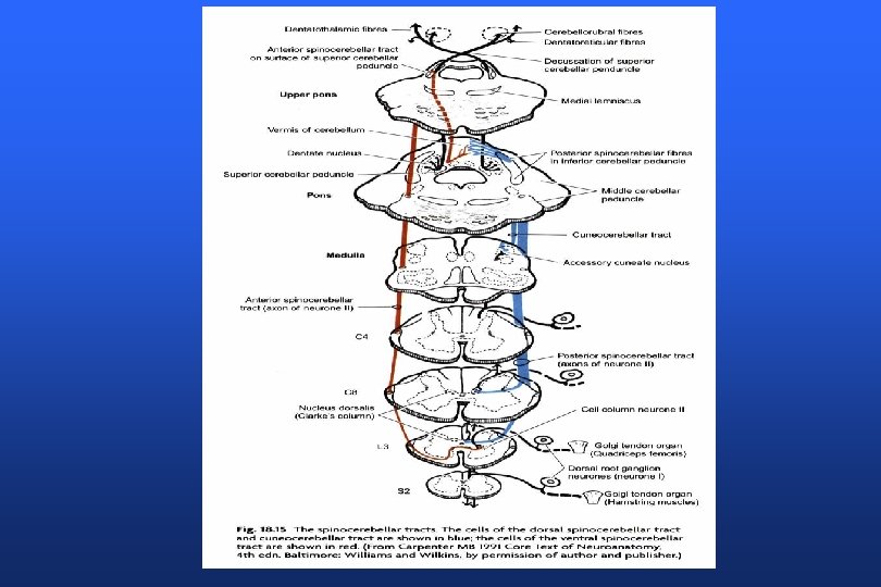 Anatomy of the Spinal Cord Structure of the
