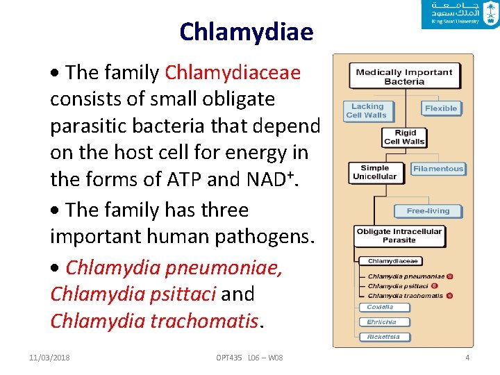 OPTO 435 Microbiology II Gamal ElHiti Chlamydia trachomatis