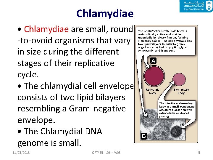 OPTO 435 Microbiology II Gamal ElHiti Chlamydia trachomatis