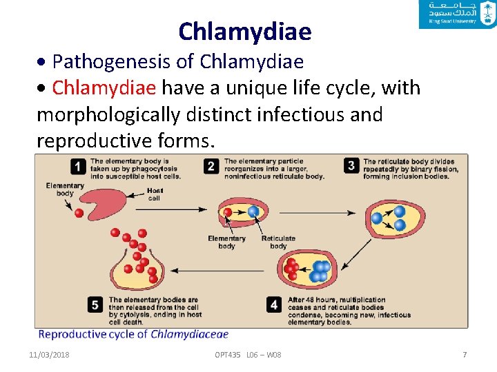 OPTO 435 Microbiology II Gamal ElHiti Chlamydia trachomatis