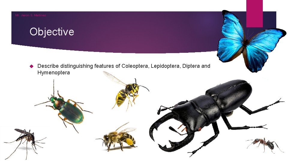 Mr Jason S Martinez Insects VARIETY OF LIVING