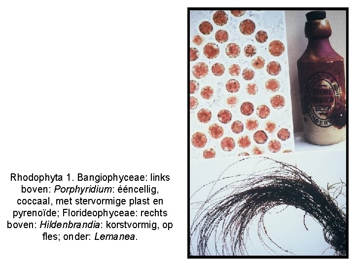 RHODOPHYTA Rhodophyta 1 Bangiophyceae links boven Porphyridium ncellig