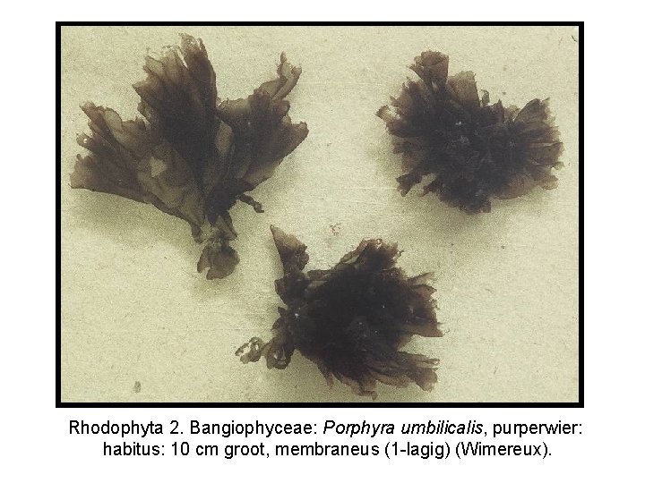 RHODOPHYTA Rhodophyta 1 Bangiophyceae links boven Porphyridium ncellig