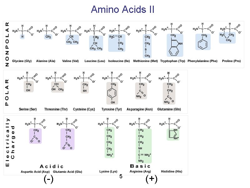 Biomedical Data Science Mining and Modeling Globular Protein