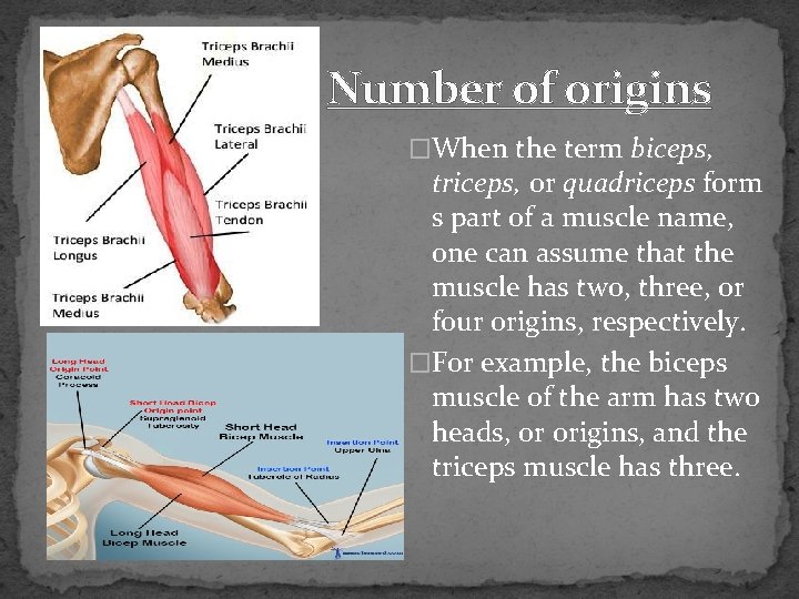 Naming Skeletal Muscles Claudio Hernandez P 3 Overview