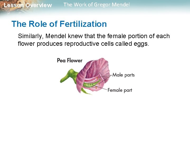 Lesson Overview The Work of Gregor Mendel Lesson