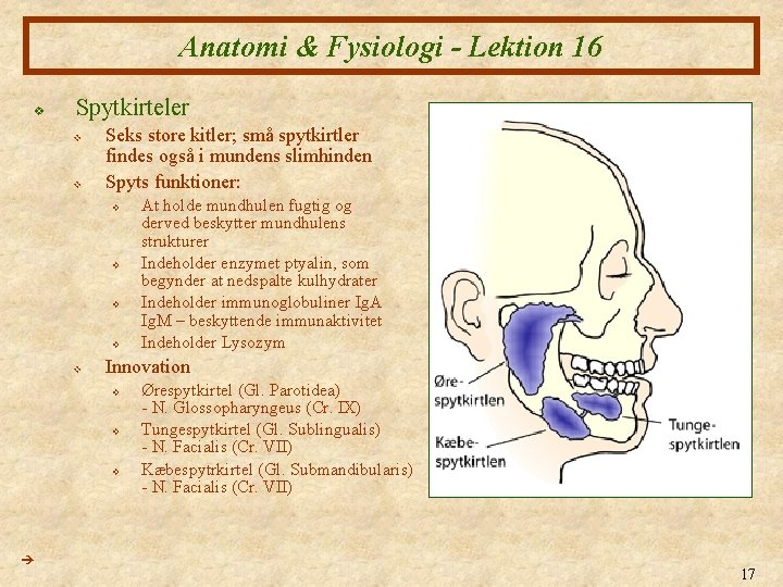 Anatomi Fysiologi XVI Fordjelsen I 1 Anatomi Fysiologi