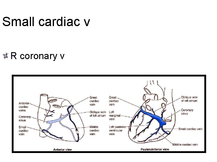 Heart and Pericardium Prof Dr Selda nderolu Prof