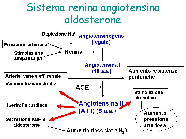 Basi farmacologiche della terapia dellipertensione An elevated arterial